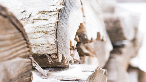 Is Wood Sustainable? Facts About Eco-Friendly Wood